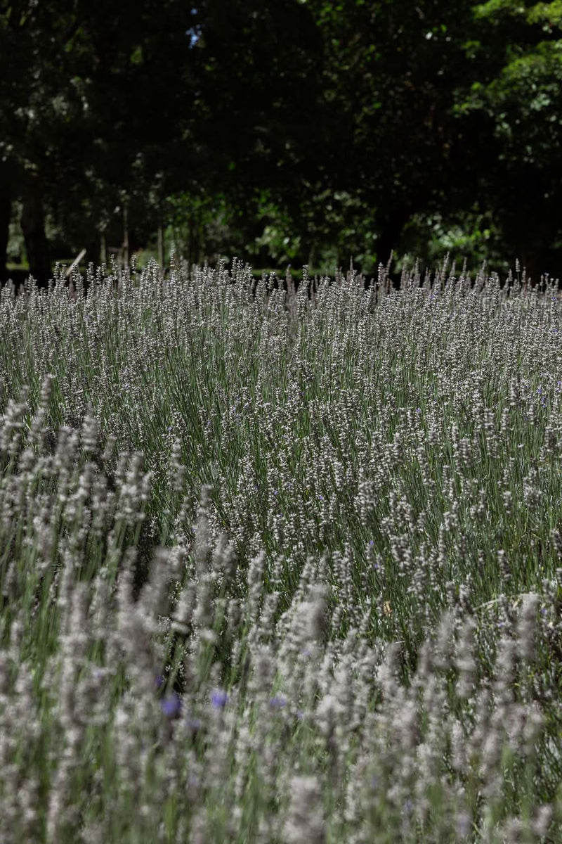 Visitor Information | Day Trip From Melbourne — Lavandula Farm