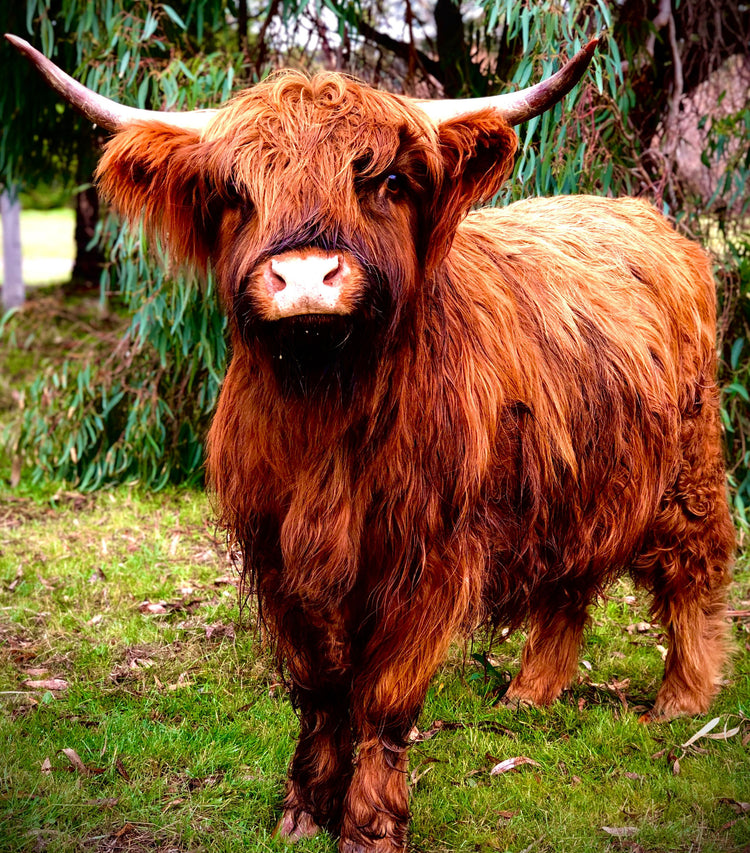 Lavender Farm | French Lavender - Lavandula Farm Daylesford